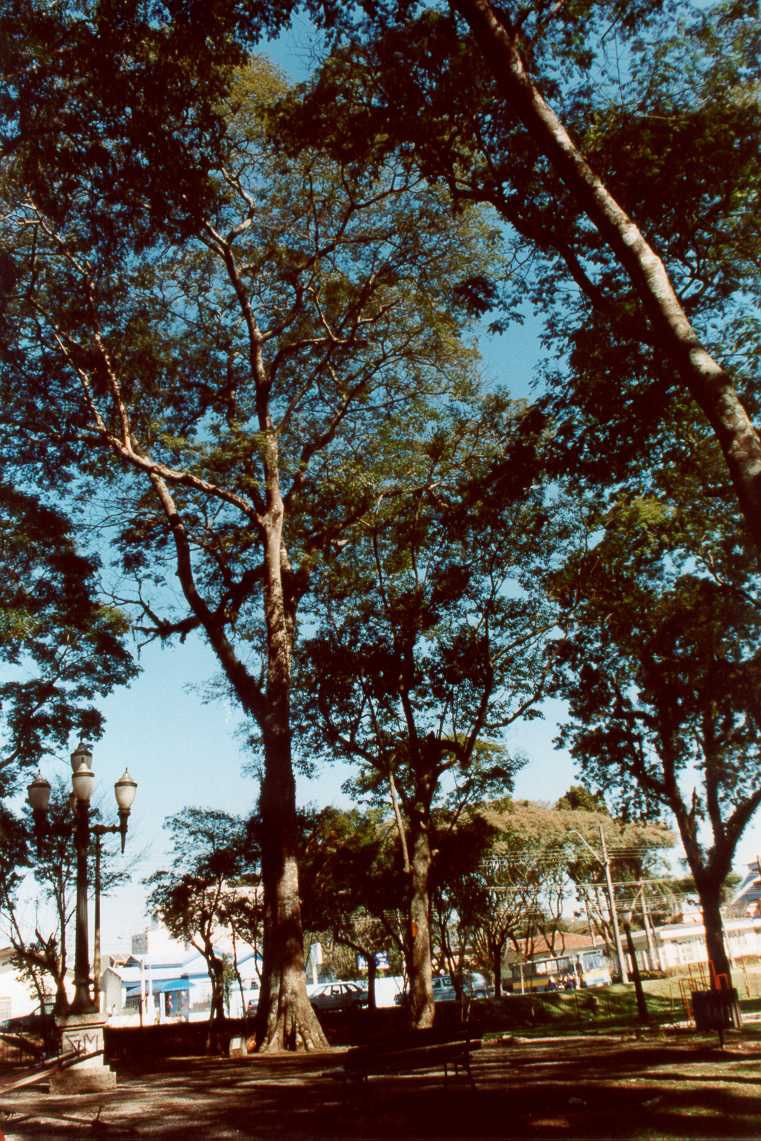 Curitiba – Árvore Angico Branco | ipatrimônio